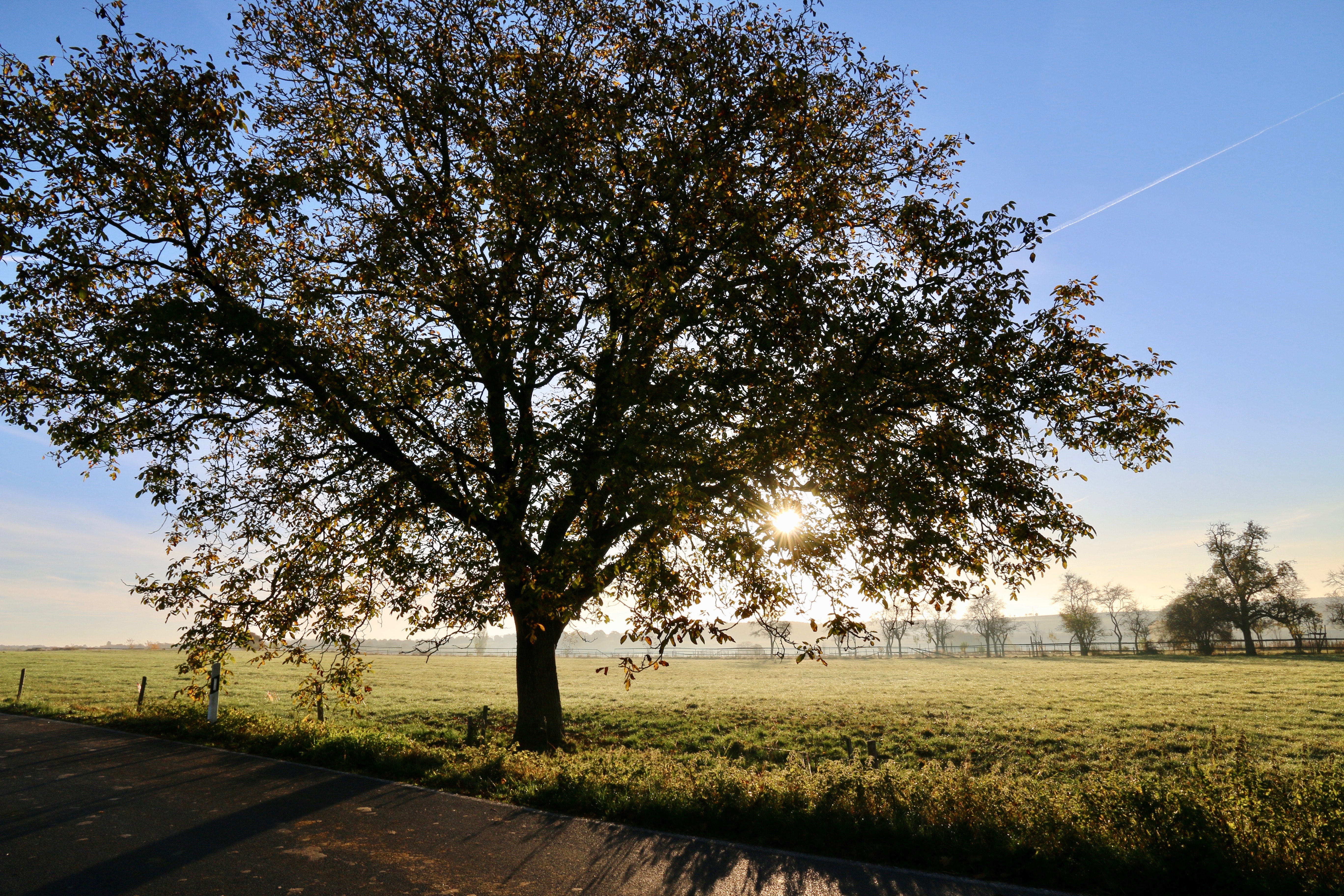 All About White Oak
